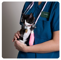 ExpertRating Online Veterinary Assistant Course - $129.99 - Training